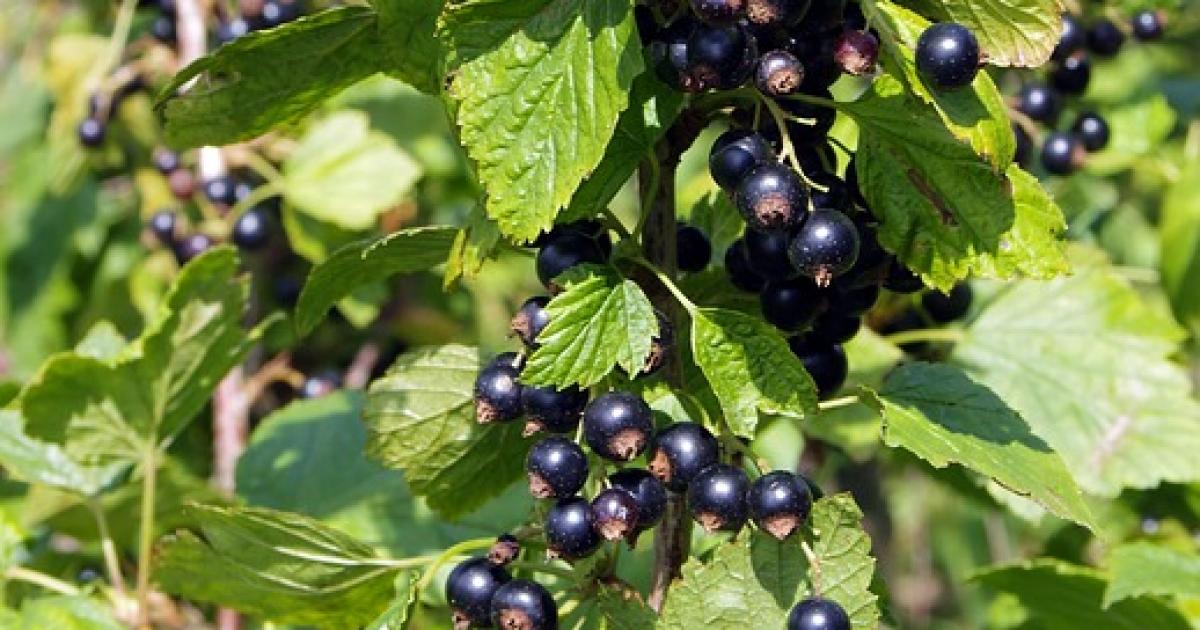 Jak pěstovat černý rybíz | rady | jaktak.cz