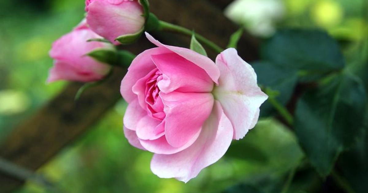 Jak a proč naočkovat růži | jaktak.cz