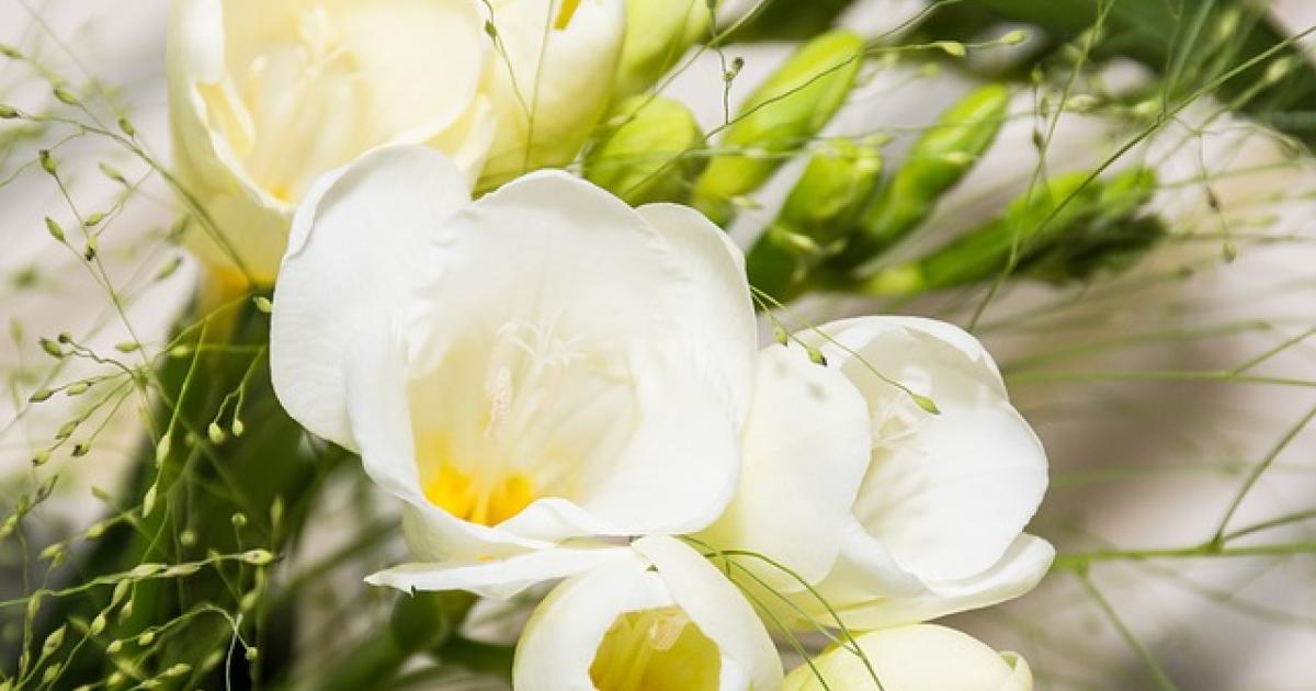 Jak pěstovat frézie | jaktak.cz