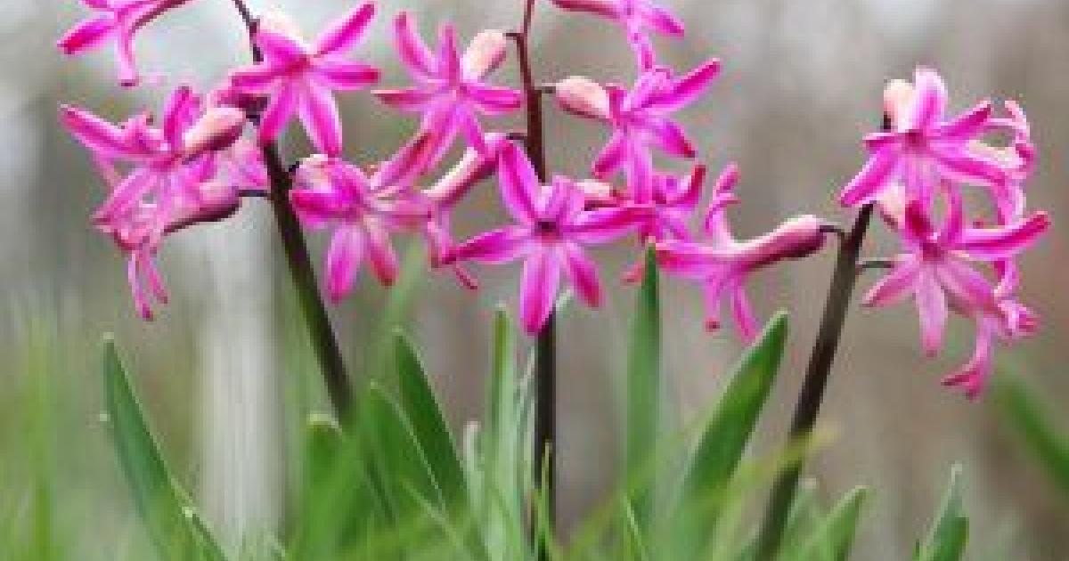 Jak pěstovat hyacinty | jaktak.cz