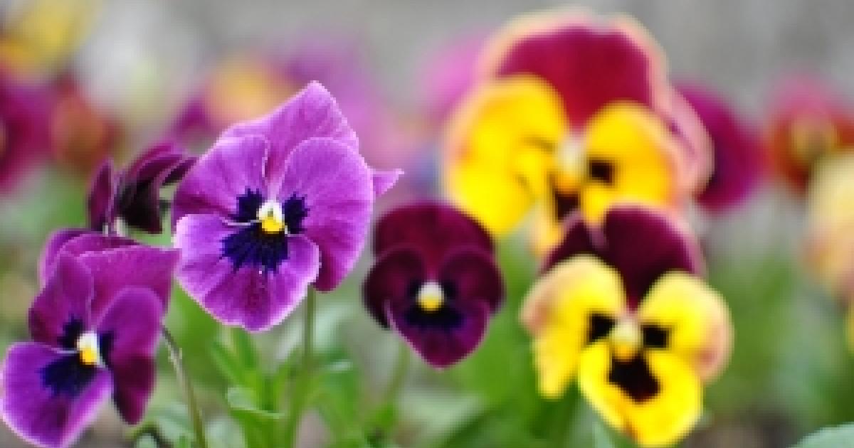 Jak pěstovat macešky | jaktak.cz