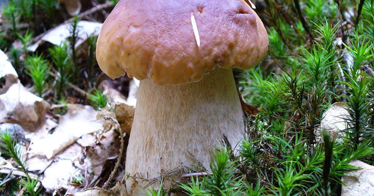 Jak poznat nejběžnější hřiby | atlas hub | jaktak.cz