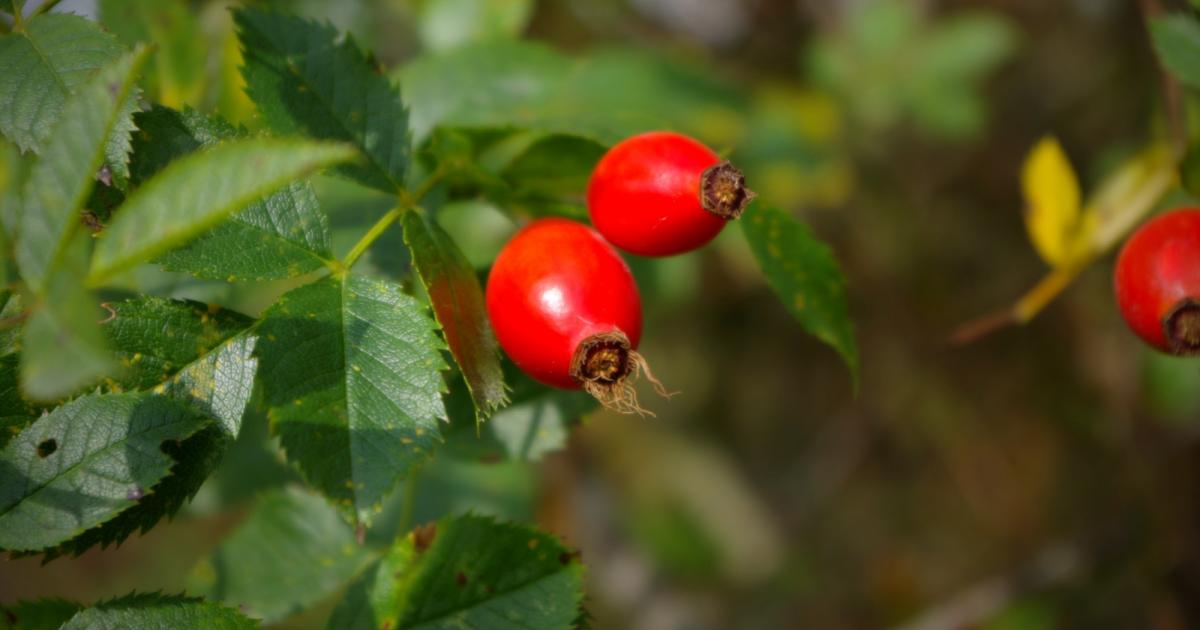 Jak zpracovat šípky | recept na šípkový sirup, olej a likér | jaktak.cz