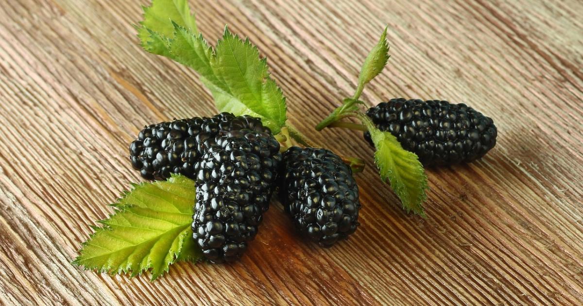 Jak zpracovat moruše | rady a tipy | jaktak.cz