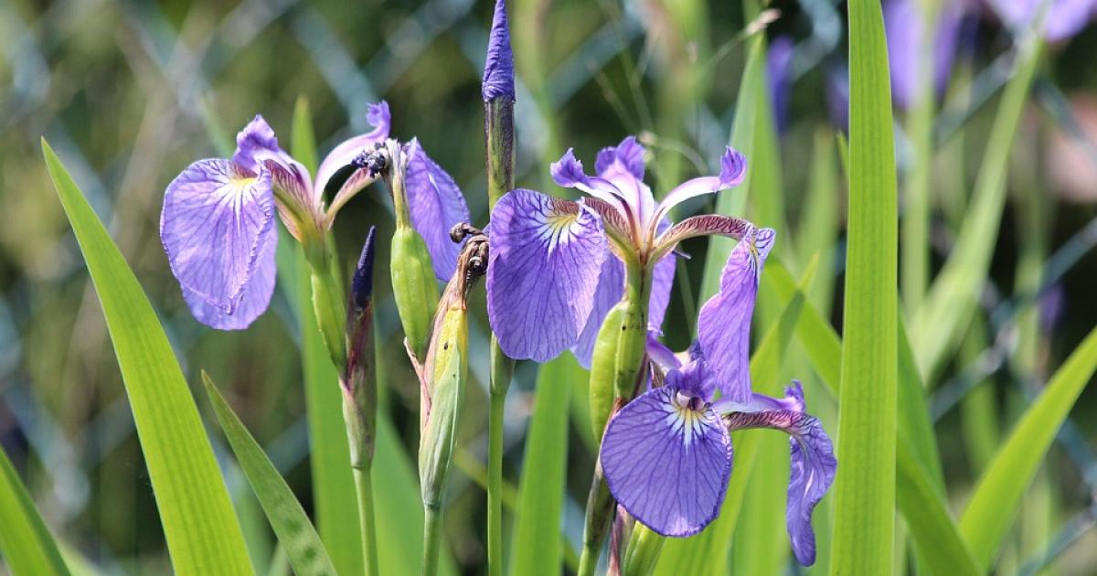 Jak pěstovat kosatec | rady | jaktak.cz