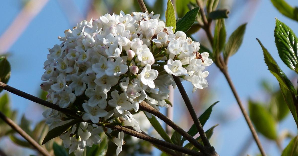 Jak pěstovat kaliny | rady | jaktak.cz