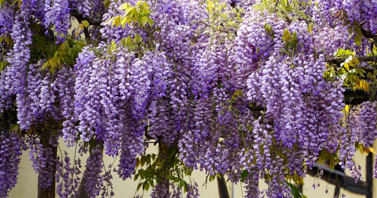 Jak pěstovat vistárie | rady | jaktak.cz