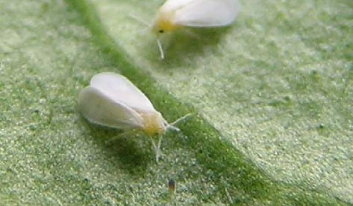 Jak se zbavit molice | jaktak.cz